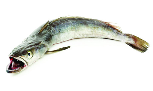 14 000 tonnes of hake to go under the hammer - The Namibian