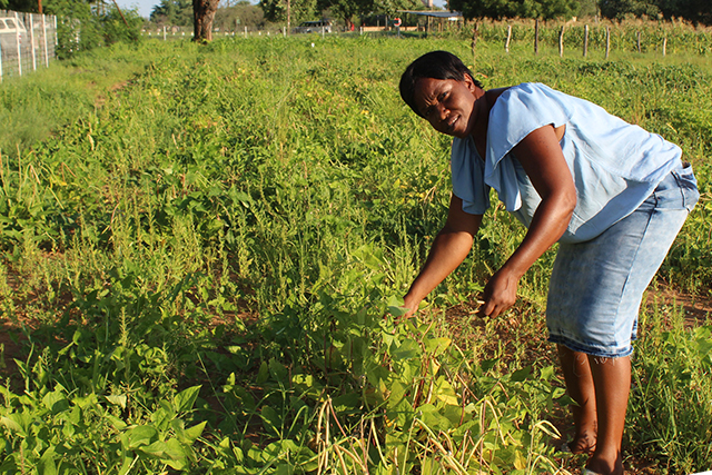 Tsintsabis school feeding programme lauded - The Namibian