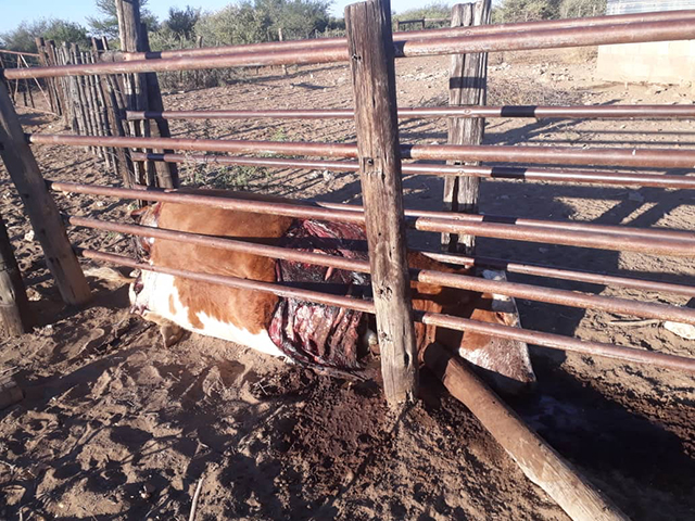 Thieves steal cow's front leg - The Namibian