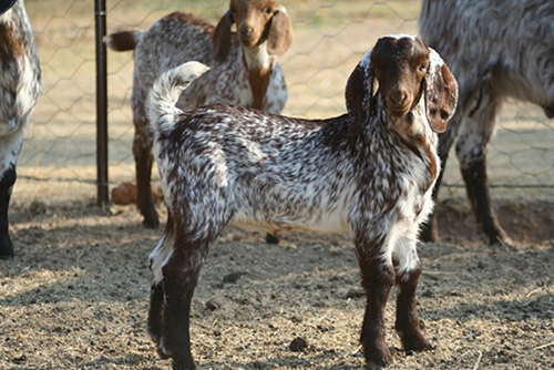 Indigenous Veld Goat – Speckled (Skilder) goat – - The Namibian